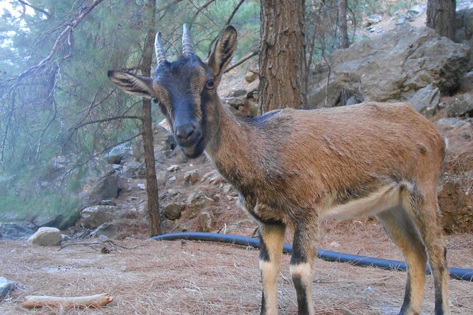 Full Day Samaria Gorge 10-Mile Walking Tour - Preparing for the Hike