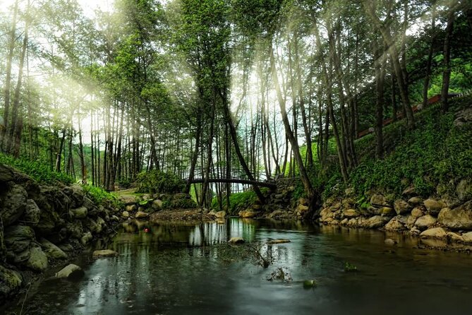 Full Day Sapanca and Masukiye Tour with lunch - Key Points