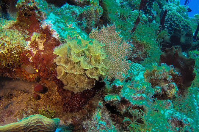 Full-Day Scuba Diving Catalina Island Tour from Bavaro - Who Will Love This Tour?