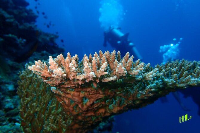 Full-Day Scuba Diving Experience of USAT Liberty in Tulamben - FAQ