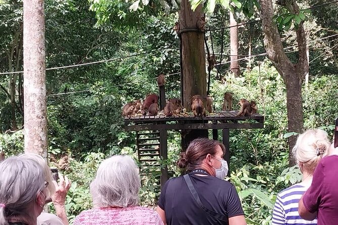 Full-Day Sepilok Orangutan and Sandakan City Trail from Kota Kinabalu - The Experience: What Makes It Special