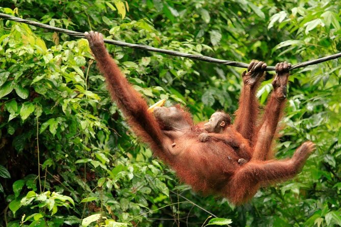 Full-Day Sepilok Orangutan and Sandakan City Trail from Kota Kinabalu - The Reviews: What Past Travelers Say