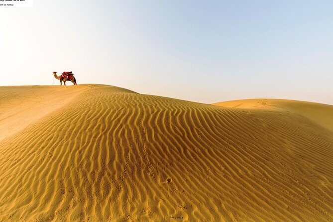 Full Day Sightseeing Tour of Jaisalmer - Enjoying the Desert and the Camel Ride