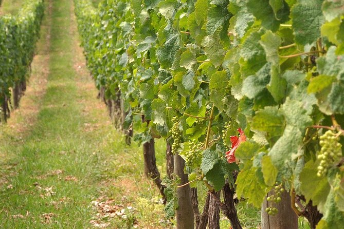 Full Day Small Group Pompeii Tour From Sorrento With Local Wine Tasting - Tour Schedule and Details