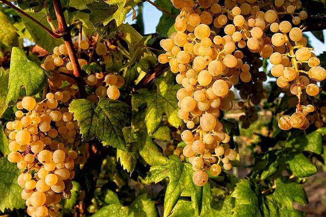 Full Day Small Group Pompeii Tour From Sorrento With Local Wine Tasting - Savoring the Wines of Mount Vesuvius