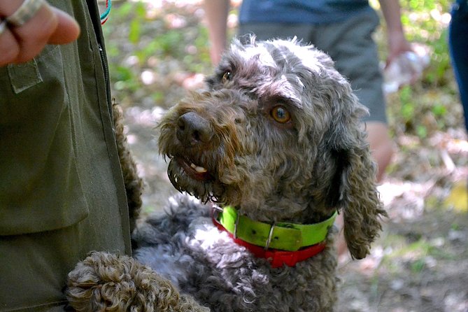Full-Day Small-Group Truffle Hunting in Tuscany With Lunch - Inclusions and Logistics