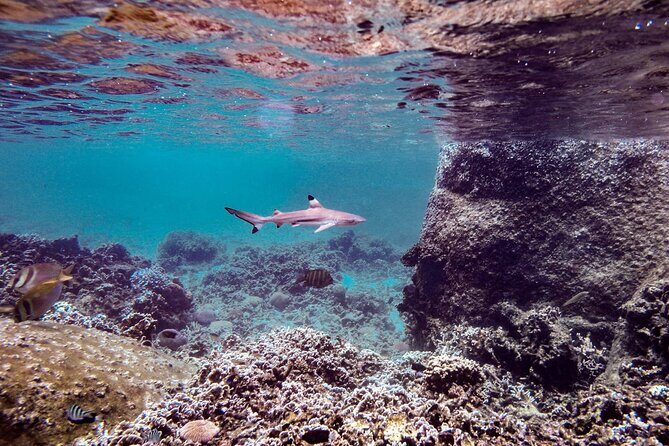 Full Day Snorkeling in Perhentian Island - What You Can Expect from This Snorkeling Tour