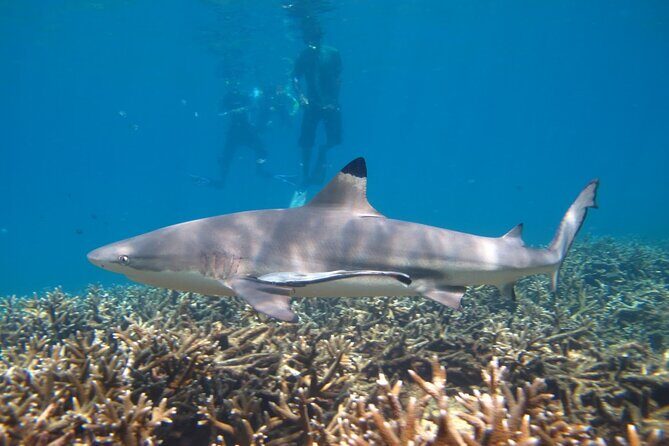 Full Day Snorkeling in Perhentian Island - The Sum Up: Is It Worth It?