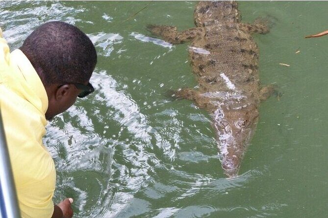 Full-Day South Coast - YS Falls, Pelican Bar & Black River Safari - What Travelers Love About This Tour