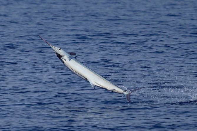 Full Day Sportsman/Enthusiast Charter - Target Species and Fishing Techniques