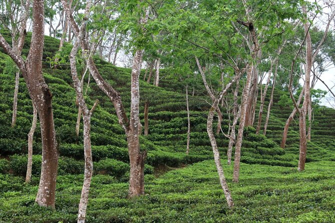 Full Day Sreemangal Tea Garden & National Park Hiking Tour - FAQs