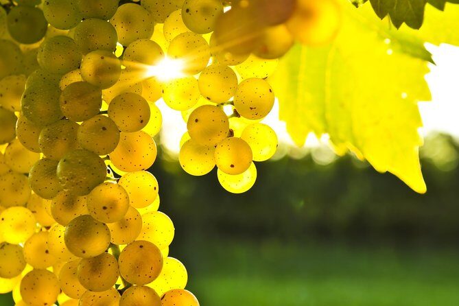 Full-Day Taste the Wines of Marlborough Tour - An In-Depth Look at the Marlborough Wine Tour Experience