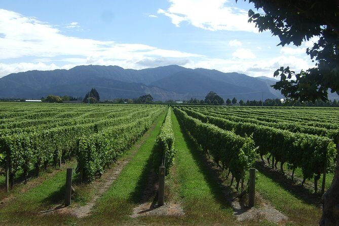 Full-Day Taste the Wines of Marlborough Tour - Why This Tour Is a Great Choice
