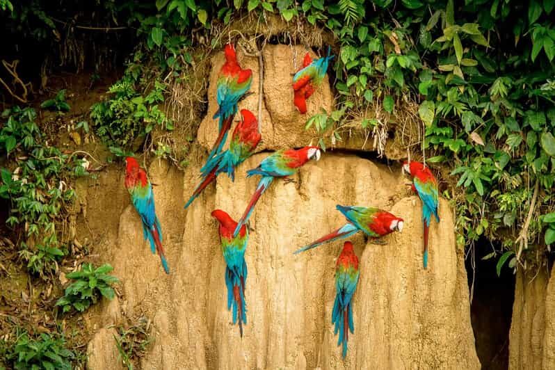FULL DAY|| The Macaw Sanctuary in Tambopata - Key Points