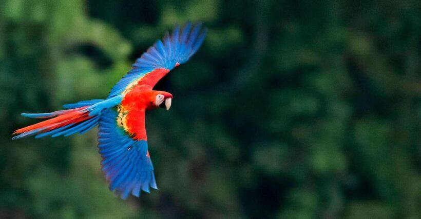 FULL DAY|| The Macaw Sanctuary in Tambopata - A Deep Dive Into the Macaw Sanctuary Tour