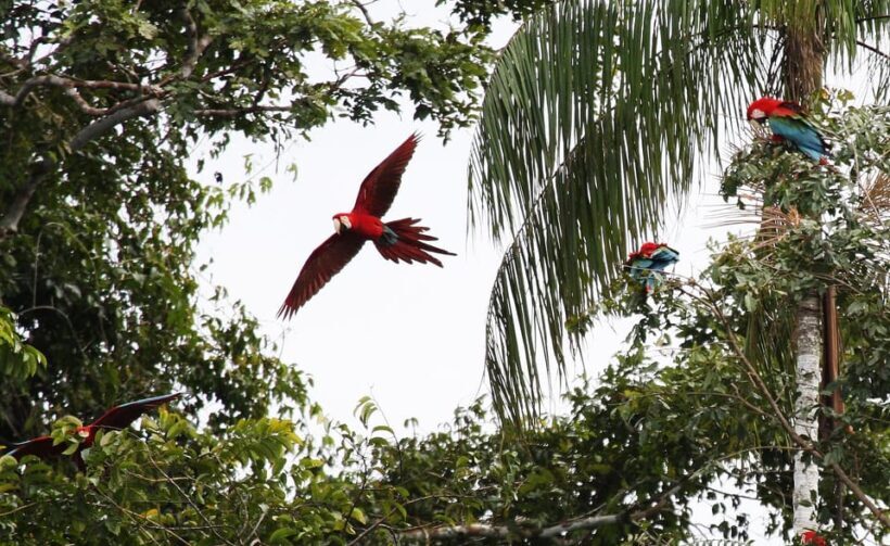 FULL DAY|| The Macaw Sanctuary in Tambopata - The Sum Up