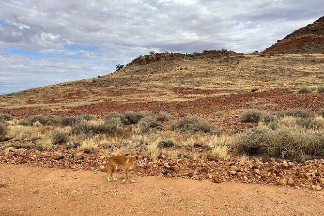 Full day The Painted Desert Tour in Outback South Australia - An Overview of the Painted Desert Tour