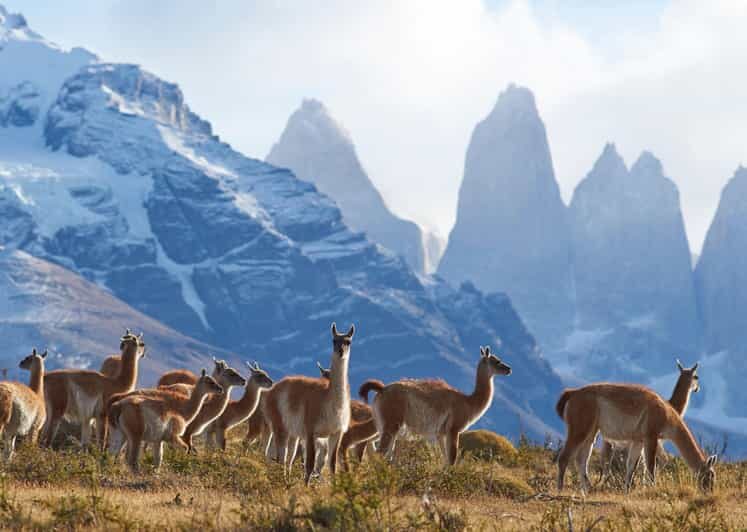 Full-Day Torres del Paine National Park from El Calafate - An Introduction to the Tour Experience