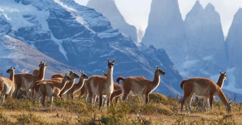 Full-Day Torres del Paine National Park from El Calafate - What You Get for Your Money