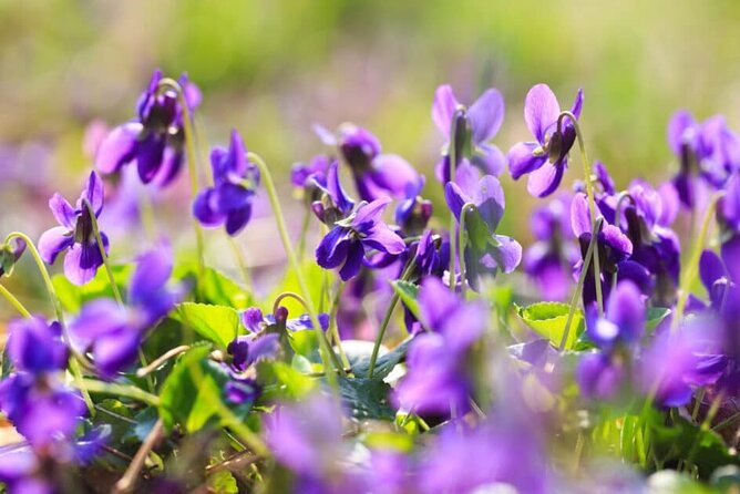 Full Day Tour at Historical Medieval Villages of Nice France - About Your Stay