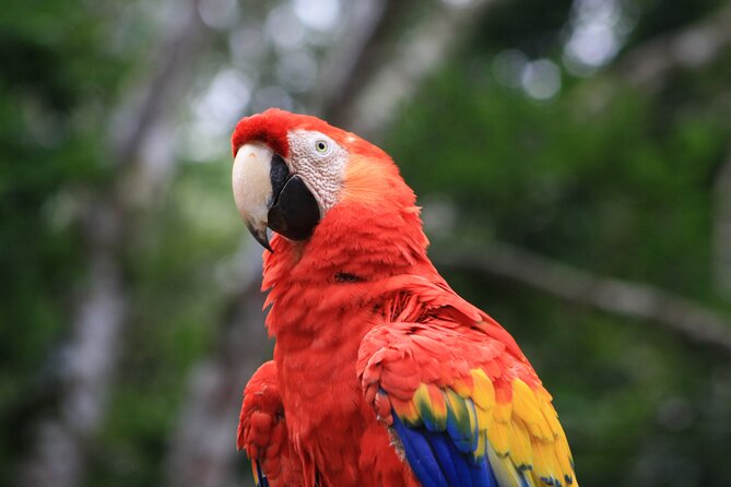Full Day Tour : Copan Ruins an Amazing Mayan Site From San Salvador City - Key Points