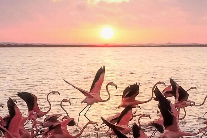 Full Day Tour from Cancun Rio Lagartos and Las Coloradas - Analyzing the Value