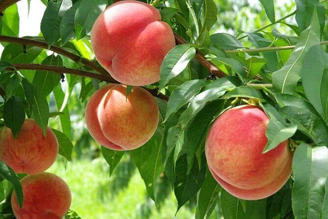 Full Day Tour in Mount Fuji and Oishi Park with Fruit Picking - A Deep Dive into the Experience