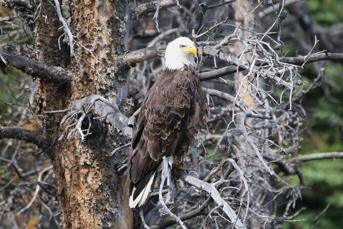 Full Day Tour in Rocky Mountain National Park Lunch Included - FAQ
