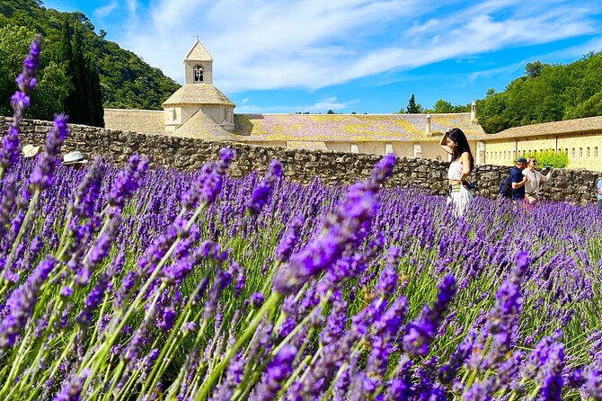 Full Day Tour in the Lavenders of Valensole or Sault - An Honest Look at the Full Day Lavender Tour from Avignon