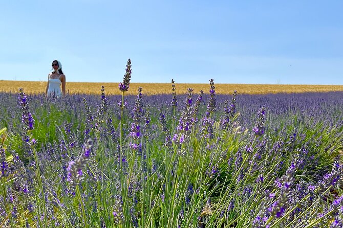 Full Day Tour in the Lavenders of Valensole or Sault - Who Will Love This Tour?