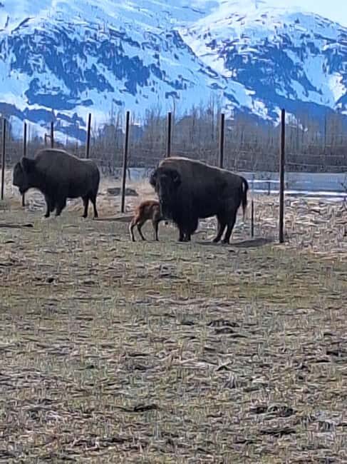 Full-day Tour in Turnagain - Key Points