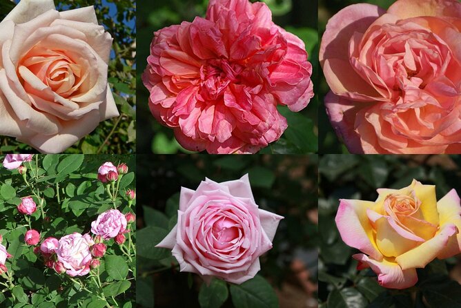 Full Day Tour Medieval Villages Grasse Gourdon Tourettes St Paul - Booking and Availability