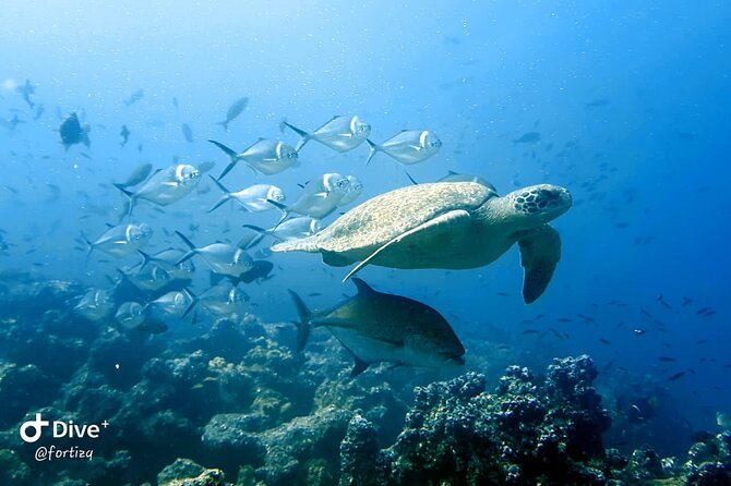 Full Day Tour Pinzon Island + La Fe/Las Palmas - Snorkeling & Fishing - Snorkeling Adventure