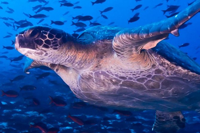 Full Day Tour Pinzon Island + La Fe/Las Palmas - Snorkeling & Fishing - Tour Details and Logistics