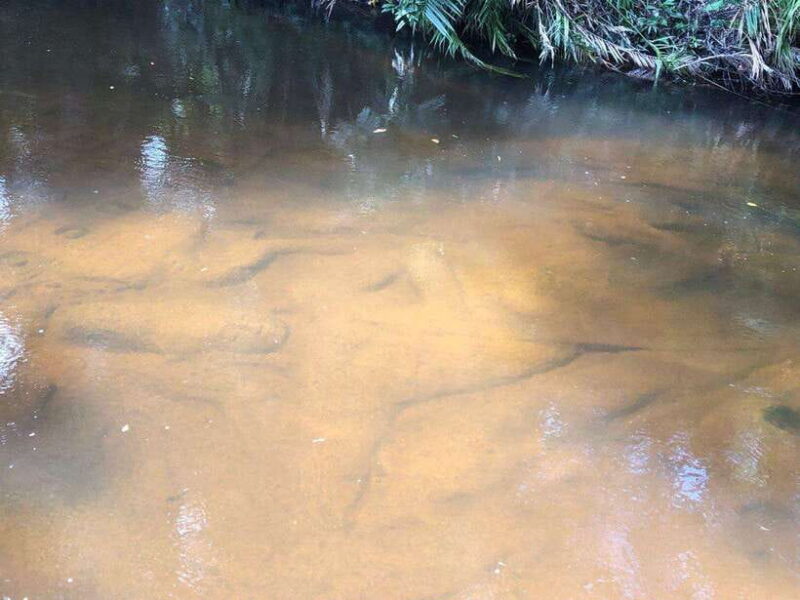 Full-Day Tour to Banteay Srey, Beng Melea & Kulen Mountain - Practical Tips for Travelers