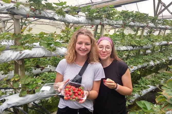 Full Day Tour to Cameron Highlands with Batu Caves Stopover - The Price and Its Value