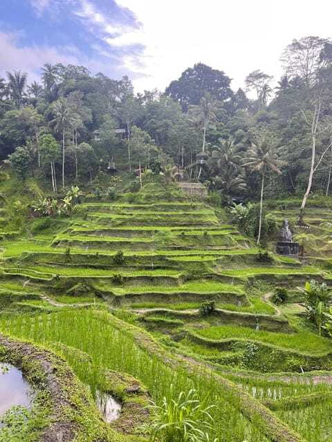 Full Day Tour To Explore Ubud with Private Car - The Sum Up