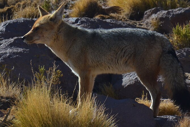 Full Day Tour to Geyser Del Tatio, Vado Putana and Machuca - Health and Safety Requirements