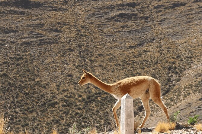Full-Day Tour to Salinas Grandes and Purmamarca From Salta - Customer Impressions and Recommendations