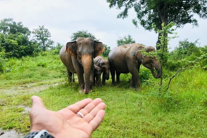 Full Day Tour to Sigiriya, Dambulla and jeep Safari from Colombo - A Practical Look at the Full Day Tour to Sigiriya, Dambulla, and Jeep Safari from Colombo