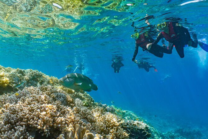 Full Day Tour to Sunlover Cruises Moore Reef and Fitzroy Island - An Introduction to the Tour