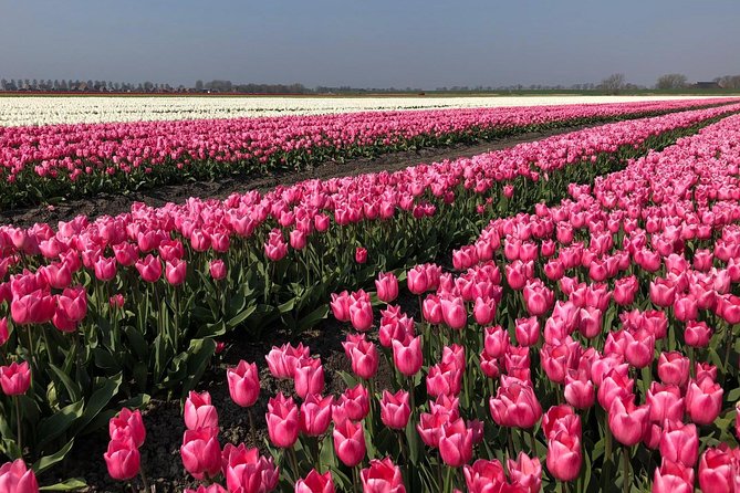 Full Day Tour to Texel - Friesian Islands - From Amsterdam - Itinerary Highlights