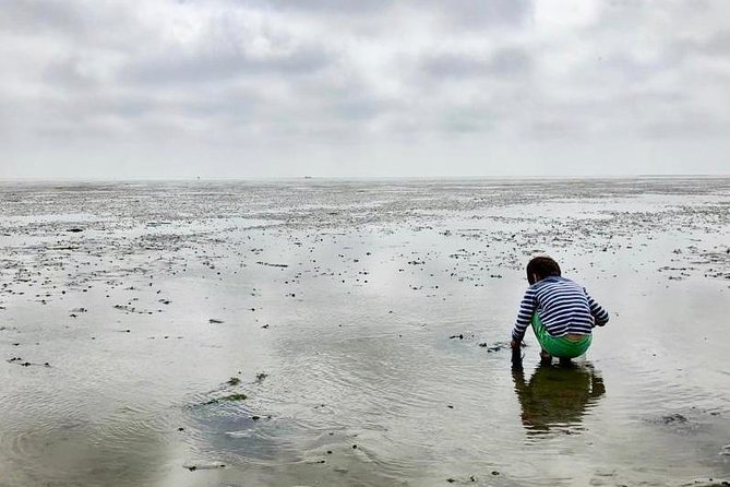 Full Day Tour to Texel - Friesian Islands - From Amsterdam - Exploring Wadden Sea Islands
