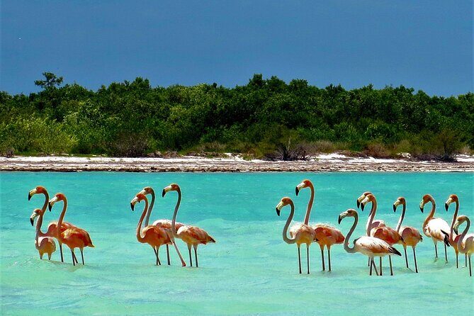 Full Day Tour to the Best of Holbox - FAQ: Your Practical Questions Answered