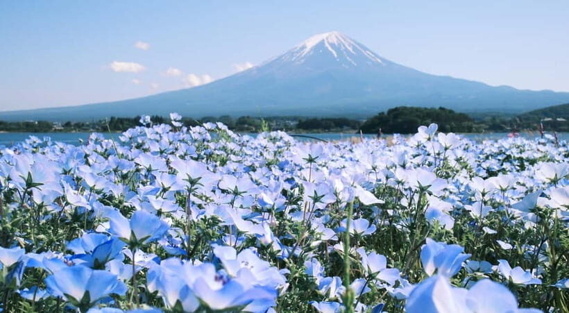 Full-Day Tour to the Picturesque Spots of Mount Fuji - FAQ