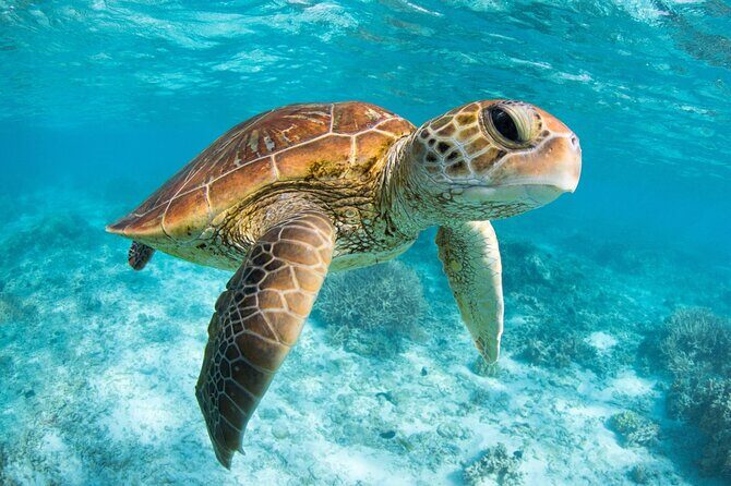 Full Day Tour to Tulum Cenote and Swim with Turtles in Akumal - The Sum Up