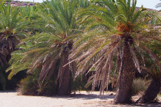 Full-Day Tour to Vai Palm Beach, Toplou Monastery, and Sitia Town - Who Will Love This Tour?