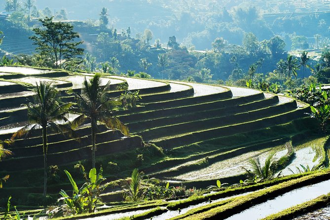 Full-Day Tour to Water Temples and UNESCO Rice Terraces in Bali - Who Is This Tour Best For?