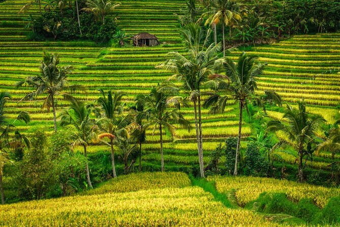 Full Day Tour to Water Temples UNESCO Rice Terraces in Bali - Key Points