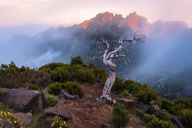 Full Day Tour to West Madeira Island - Customer Reviews and Experiences